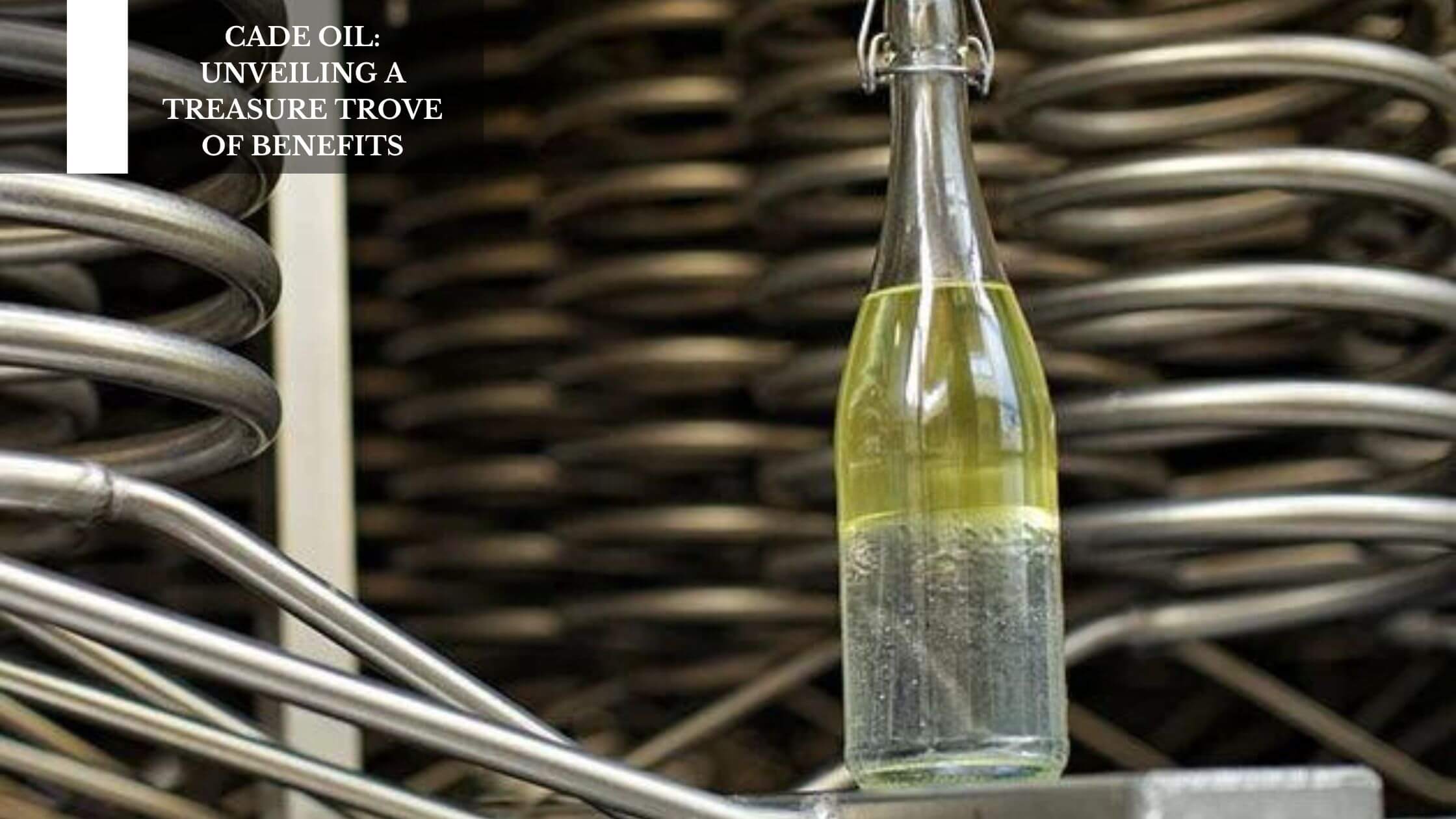 Cade Oil: Unveiling A Treasure Trove Of Benefits – Moksha Lifestyle ...