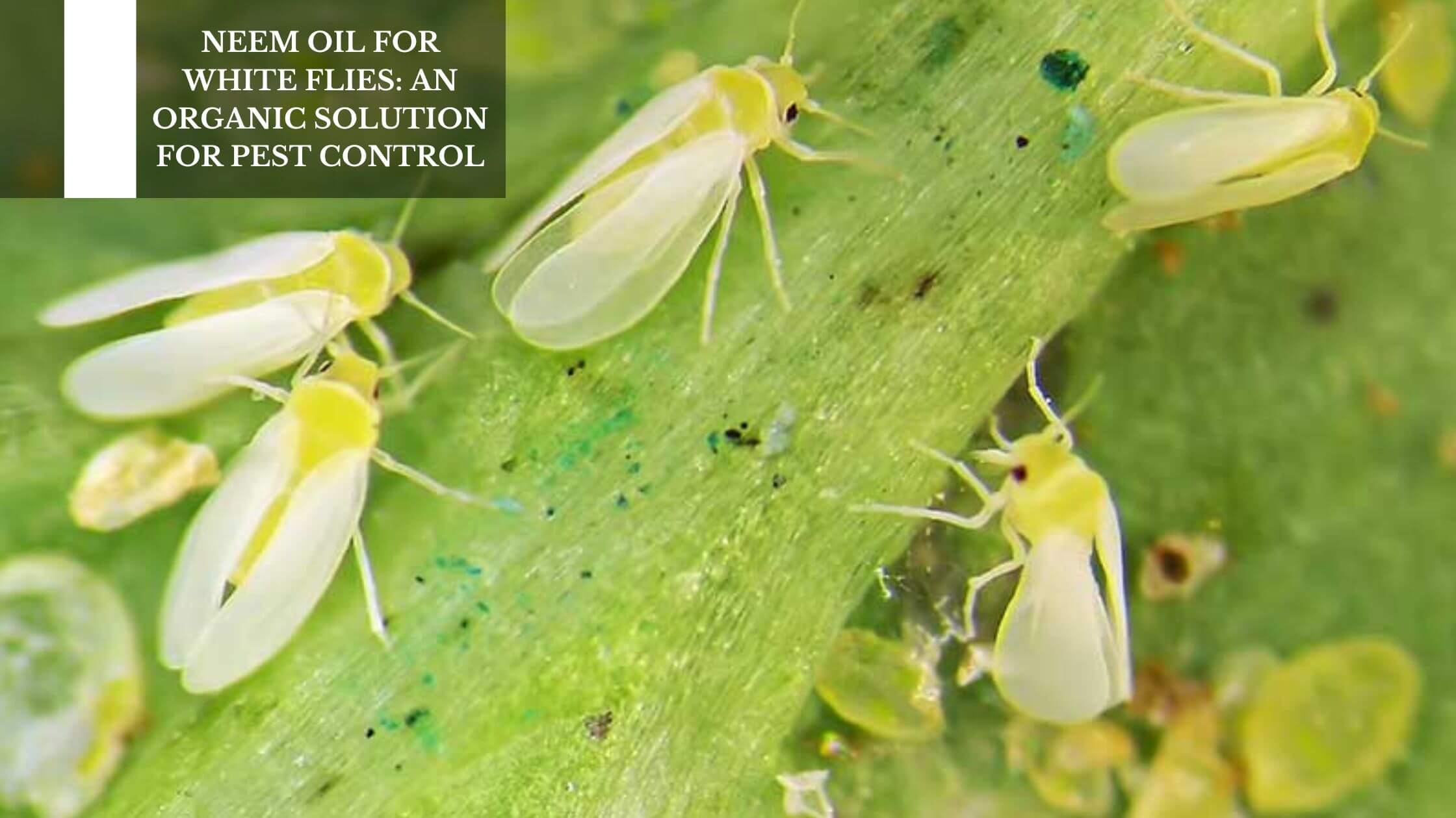 Neem Oil For White Flies: An Organic Solution For Pest Control – Moksha ...