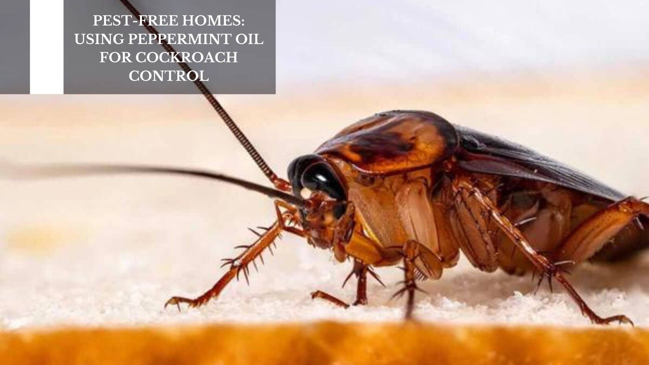 Pest-Free Homes: Using Peppermint Oil For Cockroach Control – Moksha ...
