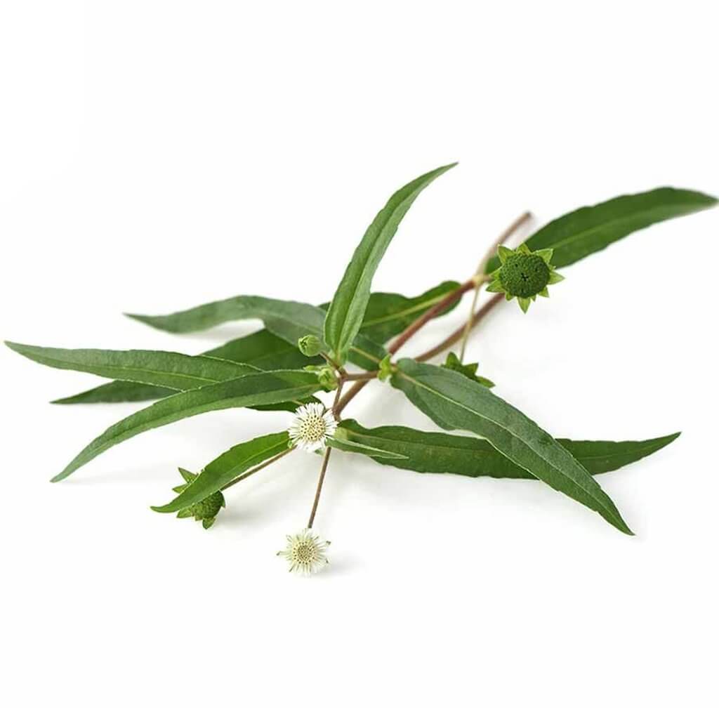 Buy Organic Bhringraj Oil Online in India at Best Wholesale Price from ...