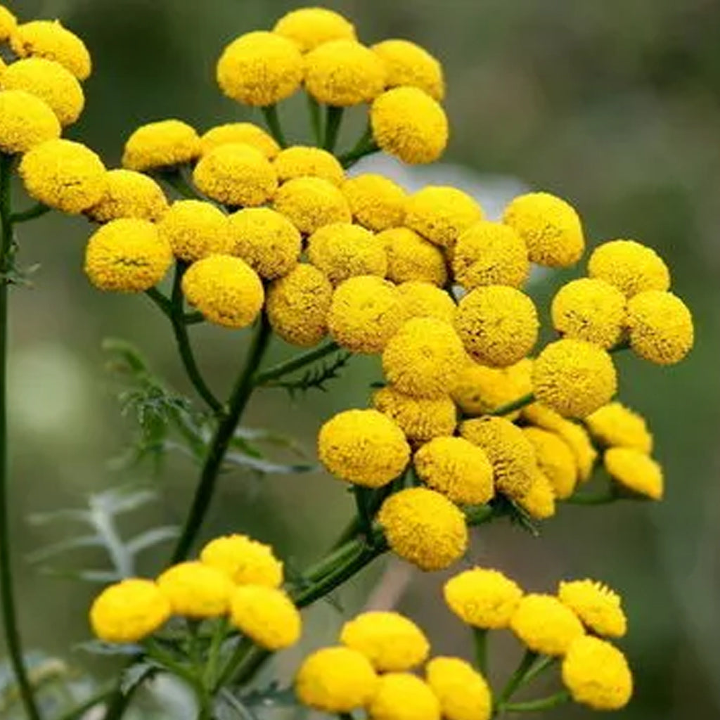 Buy Organic Blue Tansy Oil Online in India at Best Wholesale Price from ...