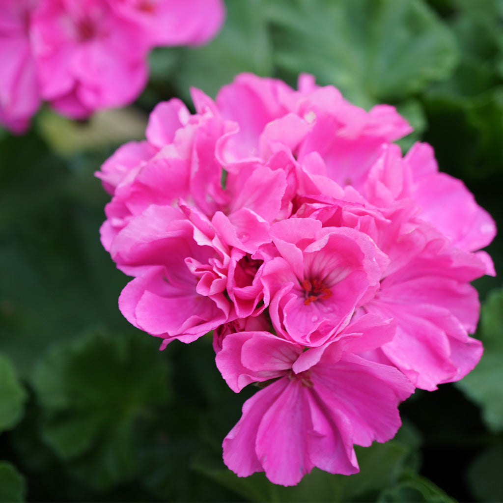 Buy Certified Organic Steam Distilled Geranium Hydrosol Floral Water ...