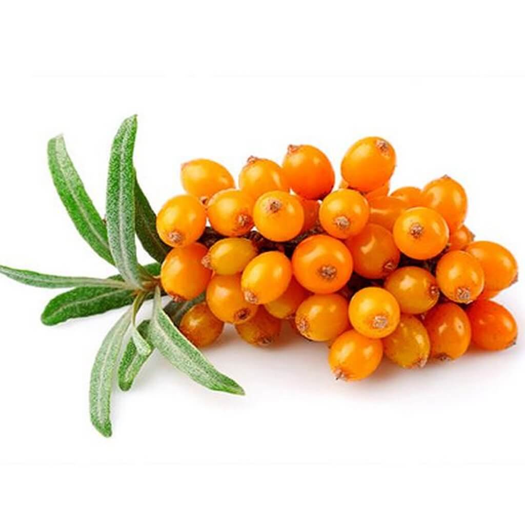 Buy Pure Organic Cold Pressed Seabuckthorn Oil Online in India at Best ...