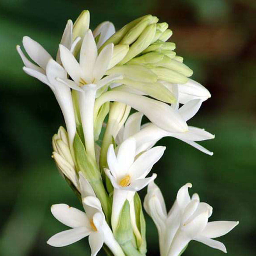 Buy Pure Organic Tuberose Absolute Oil Online in India at Best ...