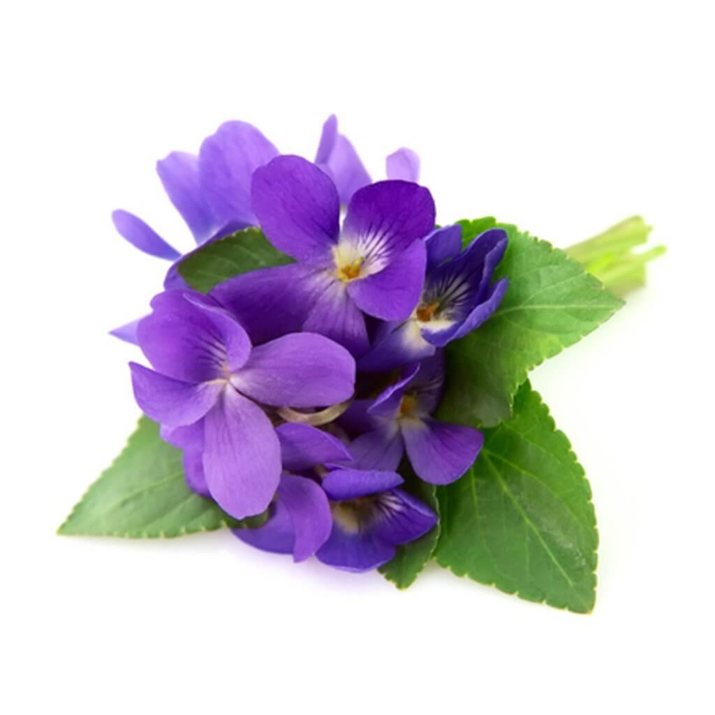 Buy Pure Organic Violet Leaf Absolute Oil Online in India at Best ...
